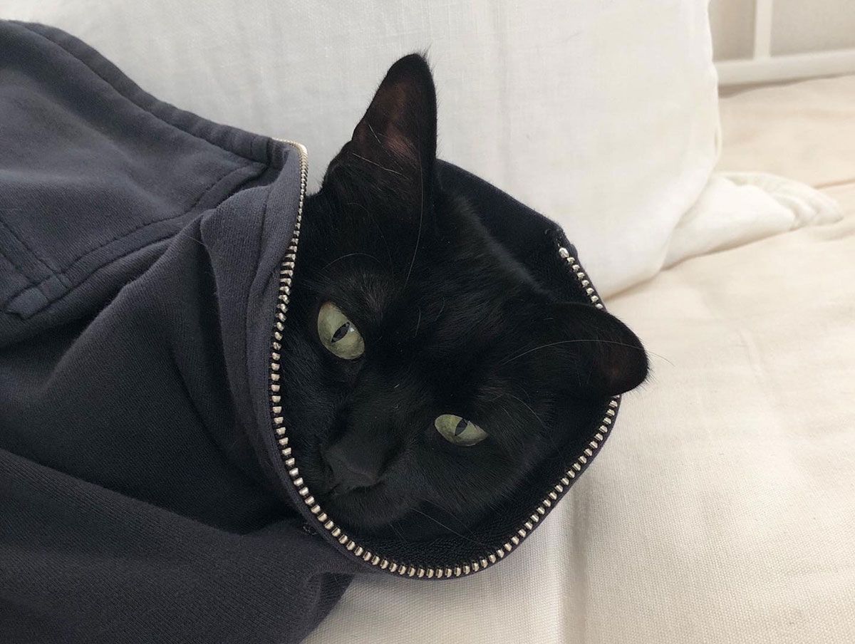 お気に入りのパーカー。【黒猫ミモザのごきげん成長記録。vol.25】 | TRILL【トリル】