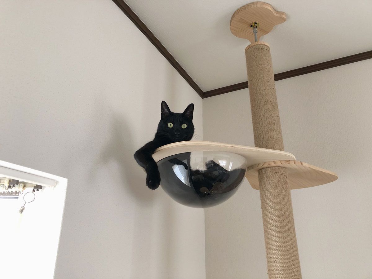 実はビビリです。【黒猫ミモザのごきげん成長記録。vol.26】 | TRILL【トリル】