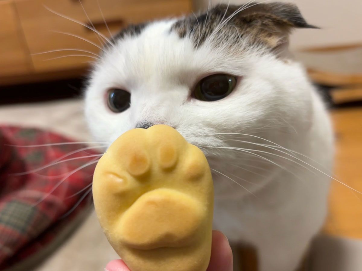 肉球にまつわるクイズです。【いなほ、オレ物語。vol.164】 | TRILL【トリル】