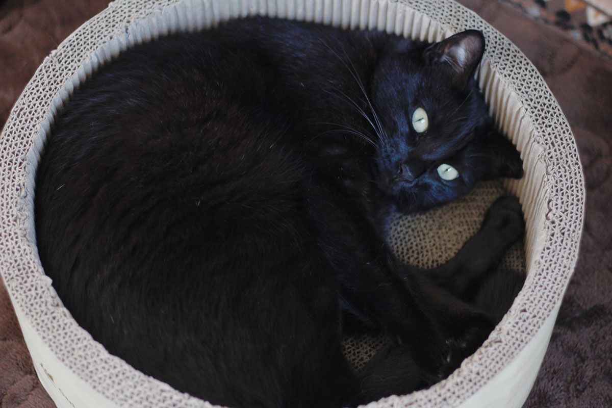 (最終回) もこもこ姿でお別れです。【黒猫ミモザのごきげん成長記録。vol.28】 | TRILL【トリル】