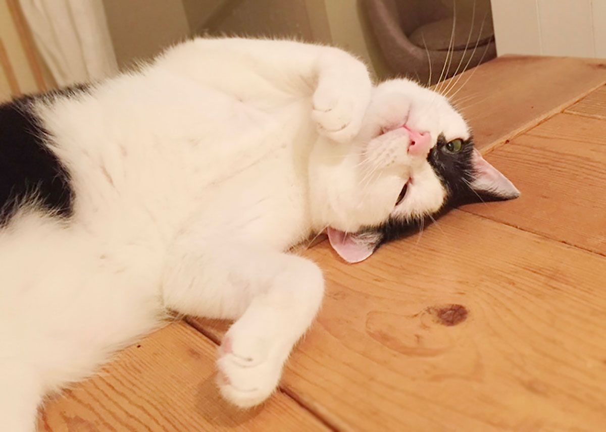 昭和風ポーズ集。【〈LOISIR〉デザイナー・前田敬子による、保護猫・えいたと暮らす日常。 vol.45】 | TRILL【トリル】