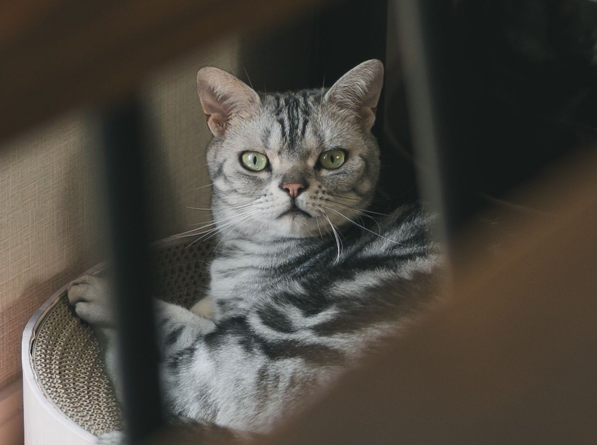 シャイな見送り方。【トラ柄いくらの気まぐれな日々。vol.3】 | TRILL【トリル】