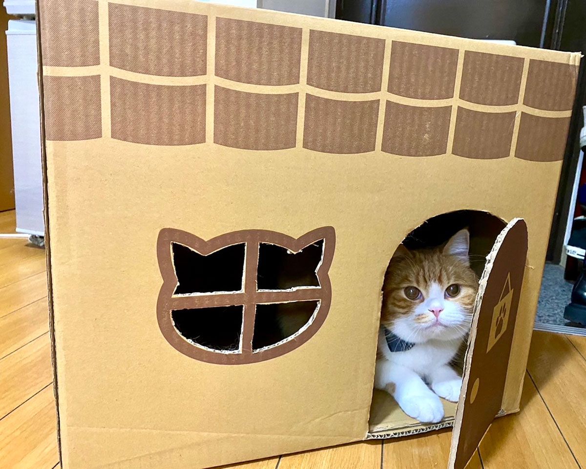 新しいおうちにお引越し。【とろろ、もふもふDays。vol.62】 | TRILL【トリル】