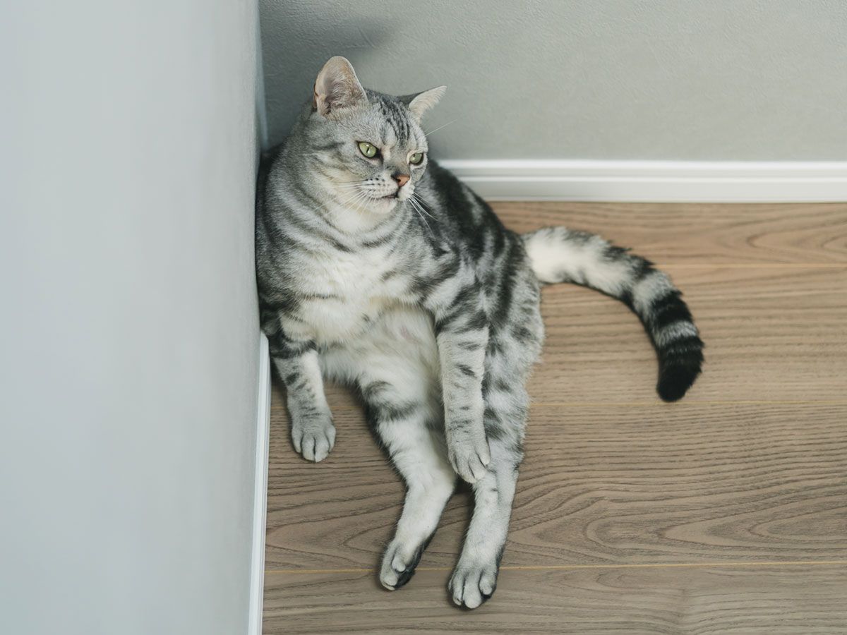 黄昏、というものとは。【トラ柄いくらの気まぐれな日々。vol.6】 | TRILL【トリル】