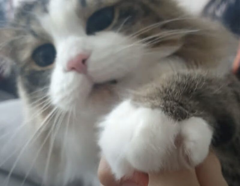 猫「おやつ隠してるんだろぅ？」 迫ってくるもふもふクリームパンのお手手！ | TRILL【トリル】