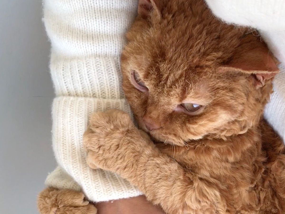 今日も甘えん坊。【黒猫ギネスと茶トラのピムス。仲良し兄弟のベターライフ日記。vol.104】 | TRILL【トリル】