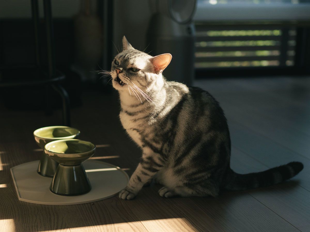 トラ顔になるとき。【トラ柄いくらの気まぐれな日々。vol.8】 | TRILL【トリル】