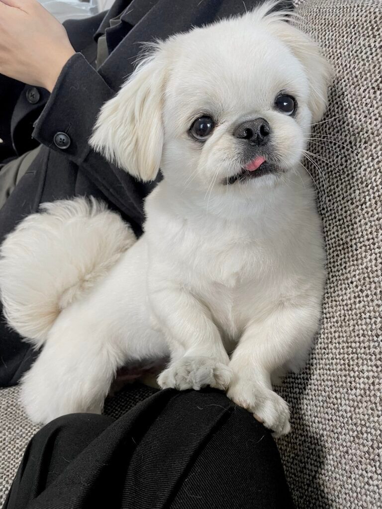 ムーチョの𝑩𝑰𝑮𝑳𝑶𝑽𝑬なまいにち】Vol.28 前脚の重みに愛を感じる | TRILL【トリル】