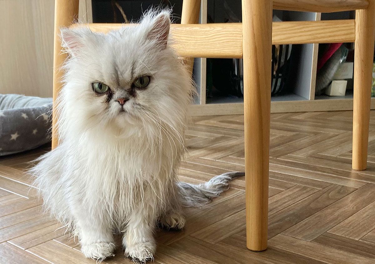 顔だけはやめてください。【ツンデレジジのふわふわな日々。 vol.63】 | TRILL【トリル】