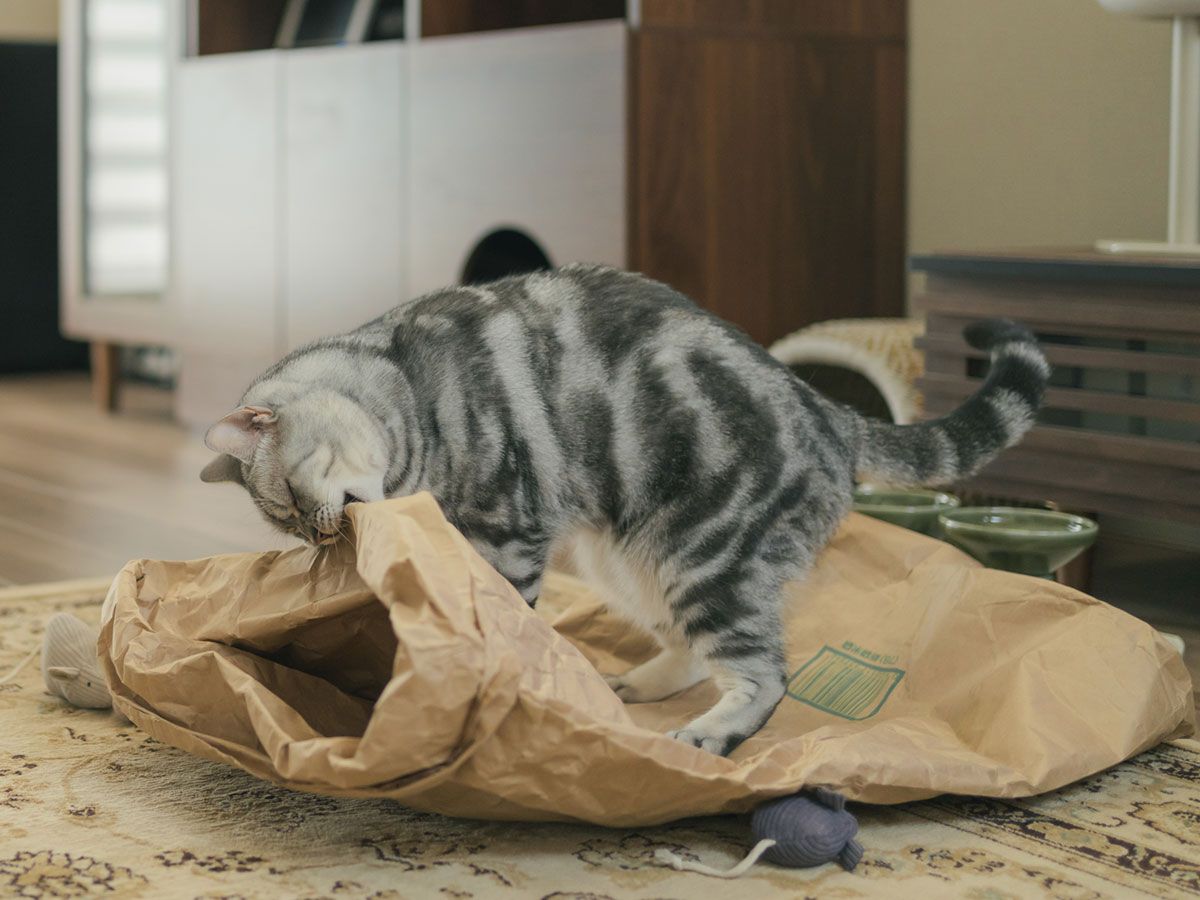 米袋の使いみち。【トラ柄いくらの気まぐれな日々。vol.10】 | TRILL【トリル】