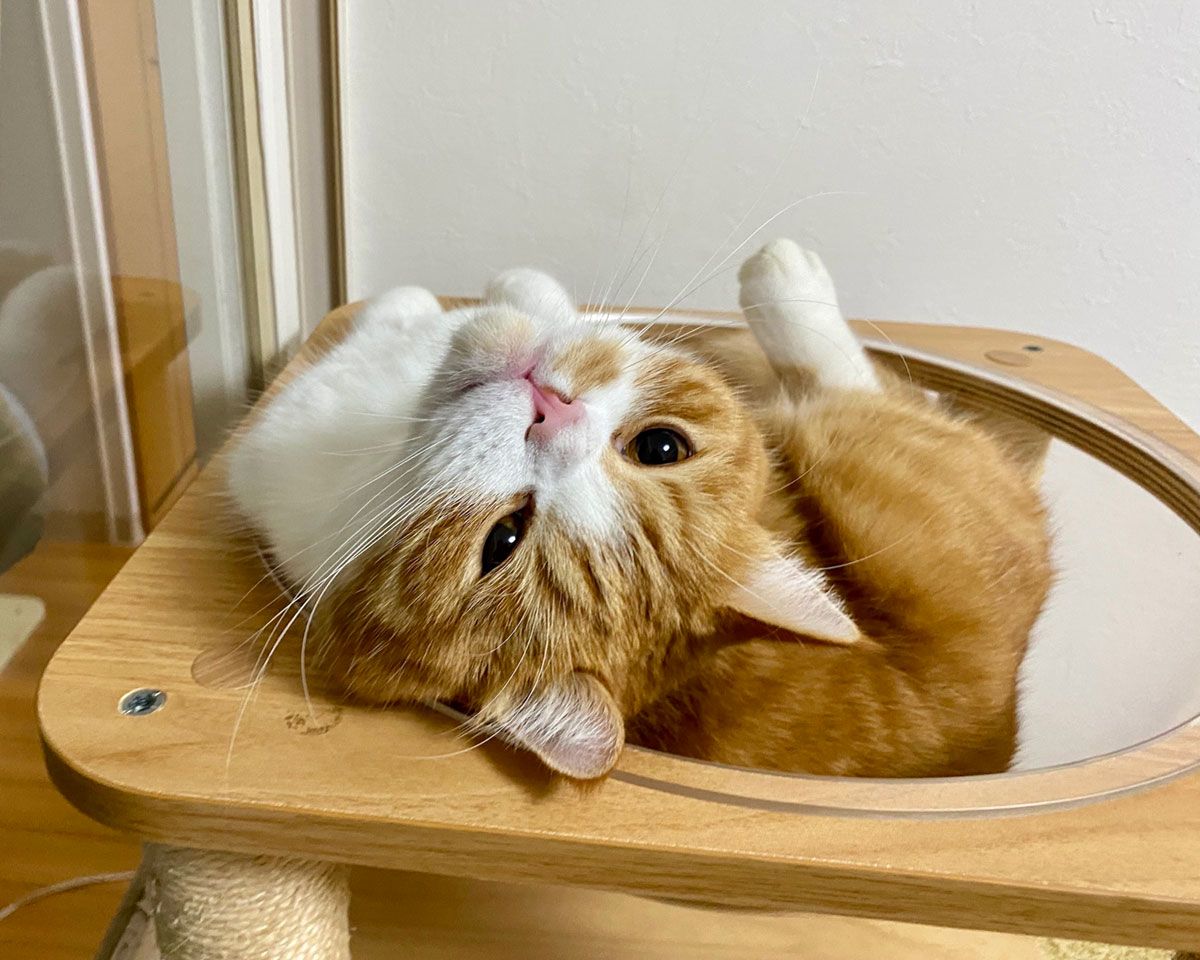 なでなで待ち。【とろろ、もふもふDays。vol.63】 | TRILL【トリル】