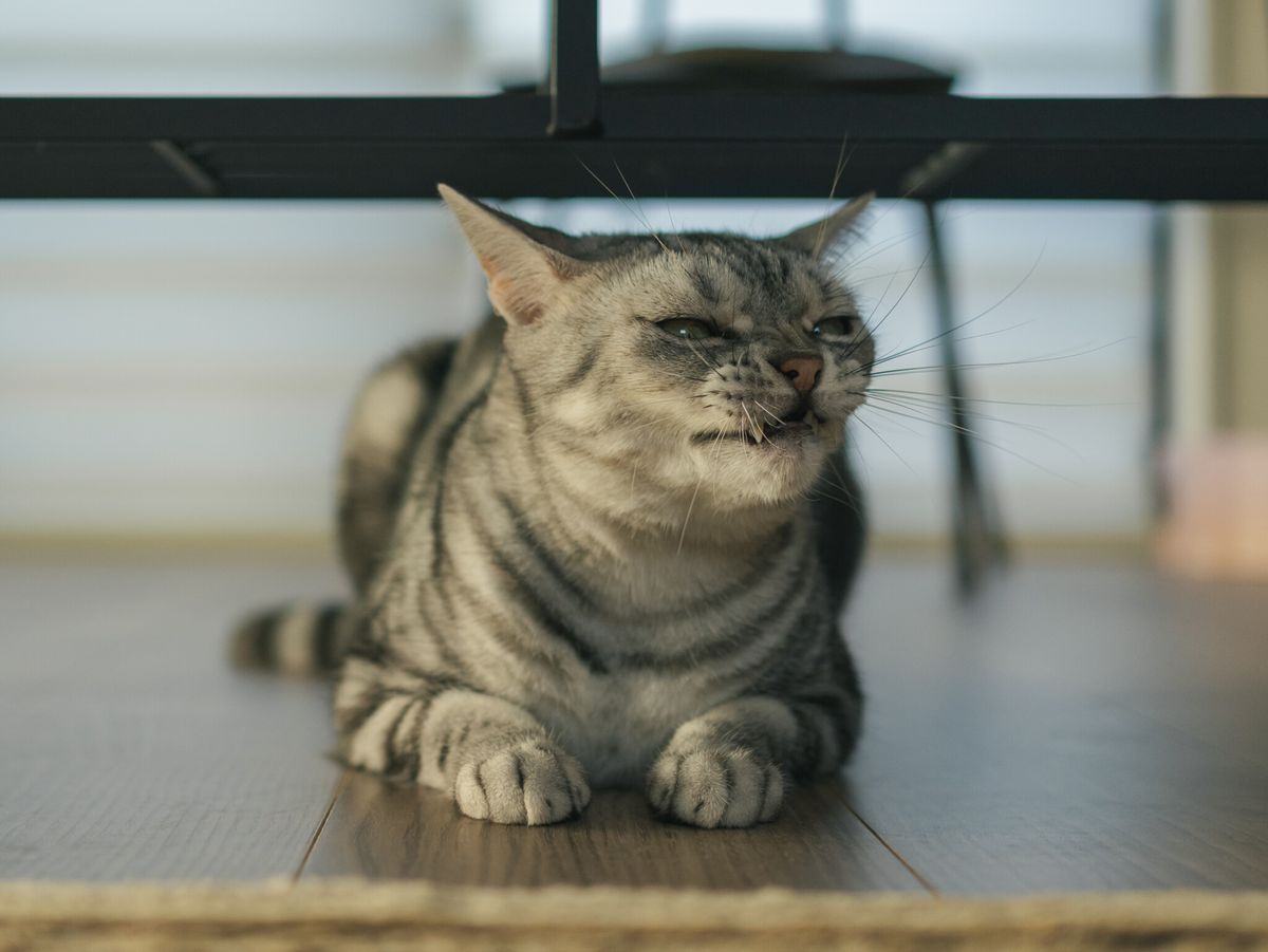 ストライキ、勃発！【トラ柄いくらの気まぐれな日々。vol.12】 | TRILL【トリル】