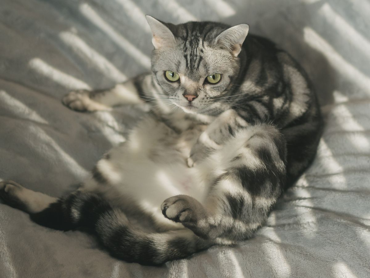 チョコよりふみふみ、どうですか？【トラ柄いくらの気まぐれな日々。vol.13】 | TRILL【トリル】