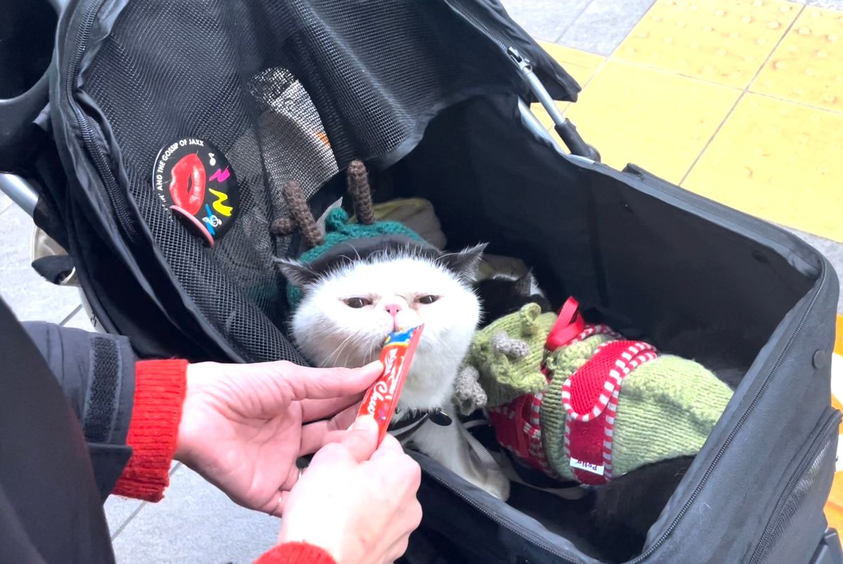 辰年セーター、好評です。【おちょこ、ぽのぽのだより。vol.141】 | TRILL【トリル】