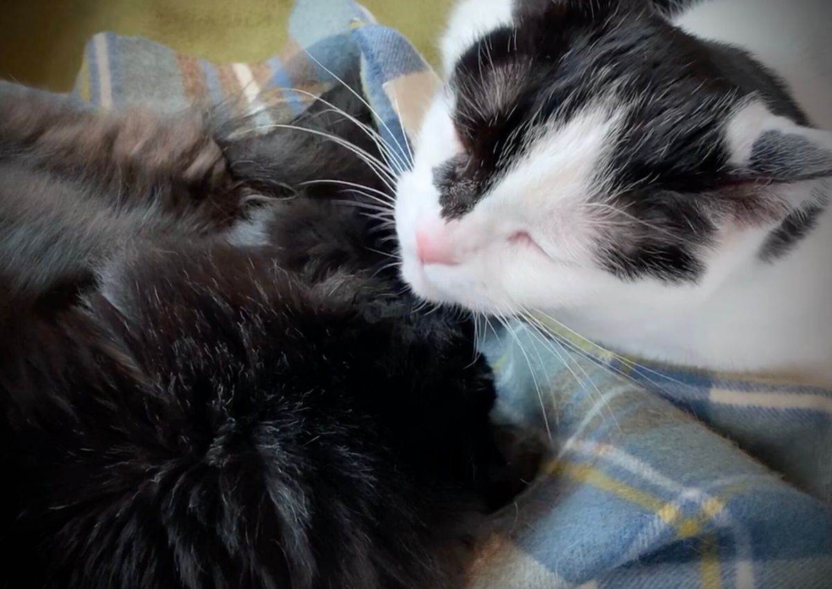 にんにんの愛で方。【〈LOISIR〉デザイナー・前田敬子による、保護猫・えいたと暮らす日常。 vol.46】 | TRILL【トリル】