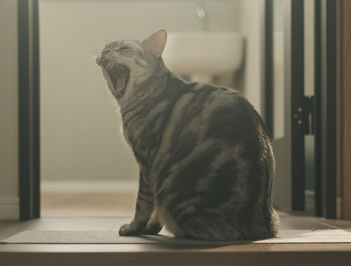 昼間の大あくび。【トラ柄いくらの気まぐれな日々。vol.16】 | TRILL【トリル】