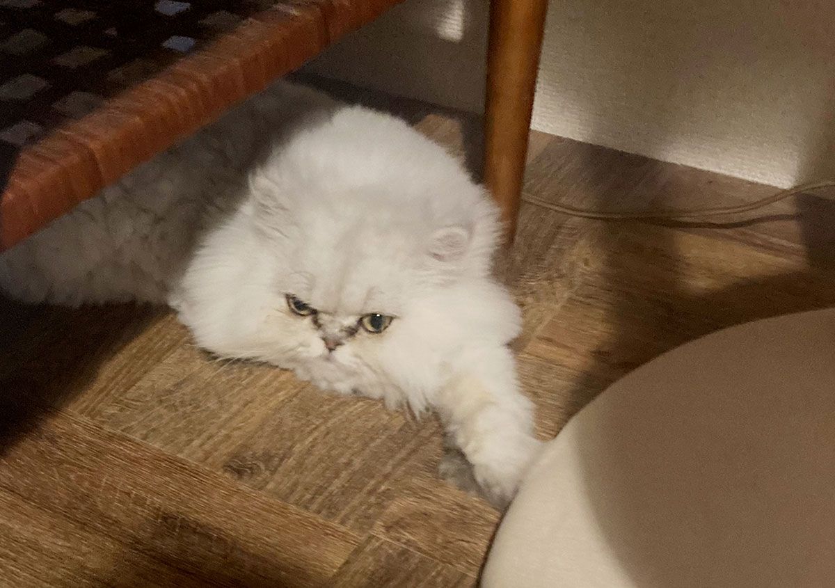 やっぱり隙間が落ち着くの。【ツンデレジジのふわふわな日々。 vol.64】 | TRILL【トリル】