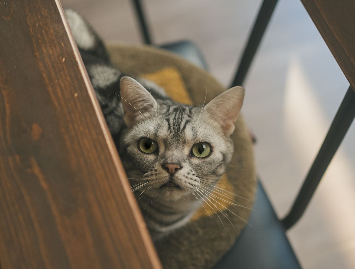 5歳のハピバ。【トラ柄いくらの気まぐれな日々。vol.18】 | TRILL【トリル】