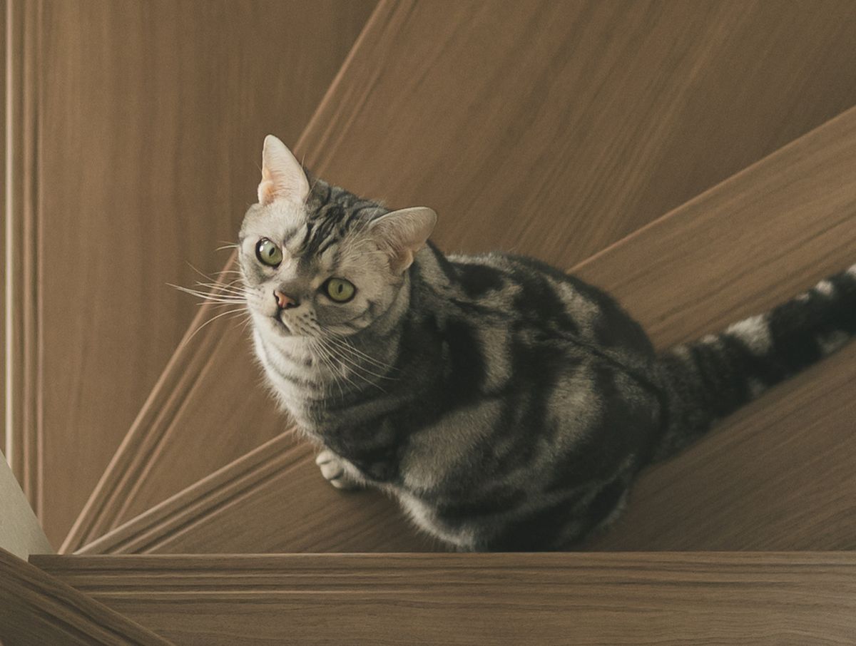 ねこだって階段はつらいのです。【トラ柄いくらの気まぐれな日々。vol.20】 | TRILL【トリル】