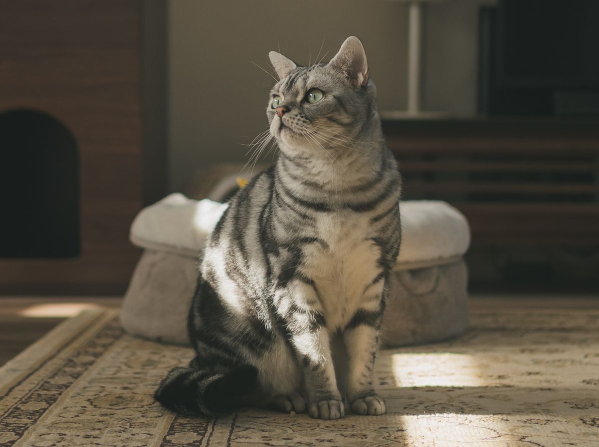 怖いのは顔だけ。【トラ柄いくらの気まぐれな日々。vol.22】 | TRILL【トリル】