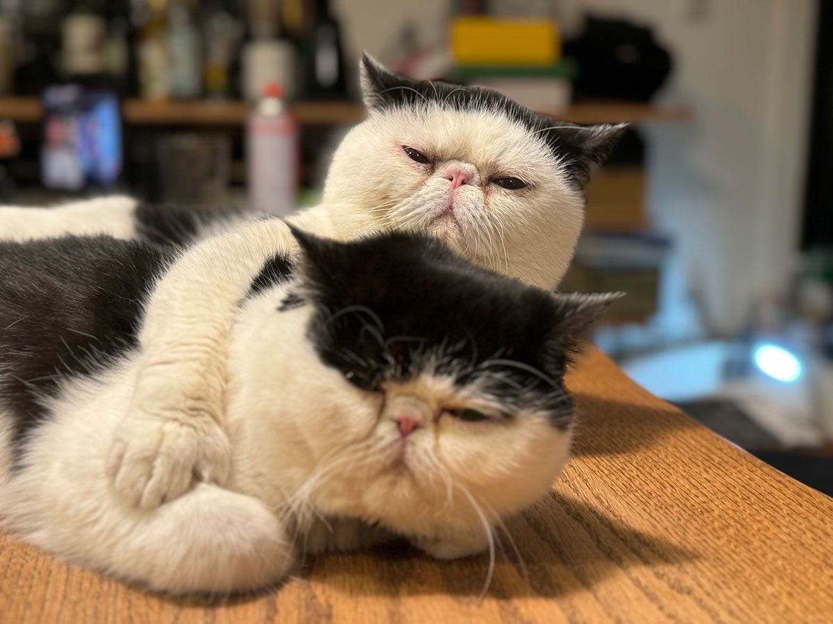 ちろり、顔も大きくなったね。【おちょこ、ぽのぽのだより。vol.142】 | TRILL【トリル】