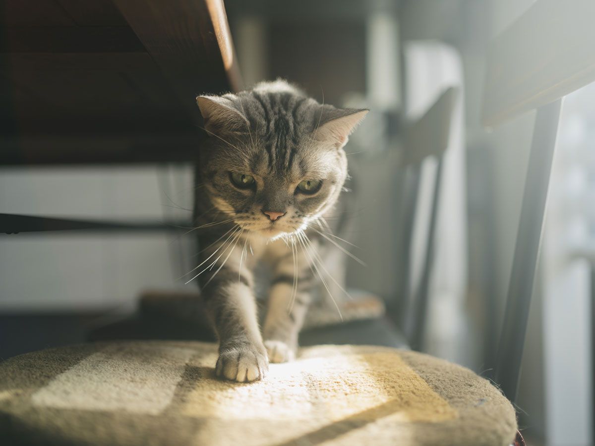 トラ散歩。【トラ柄いくらの気まぐれな日々。vol.23】 | TRILL【トリル】