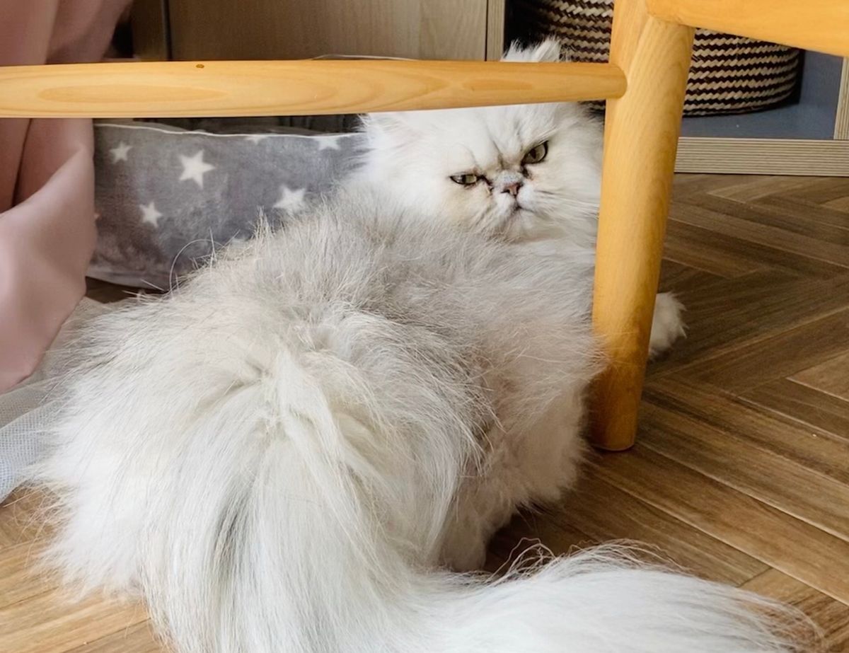 たまには不機嫌。【ツンデレジジのふわふわな日々。 vol.65】 | TRILL【トリル】