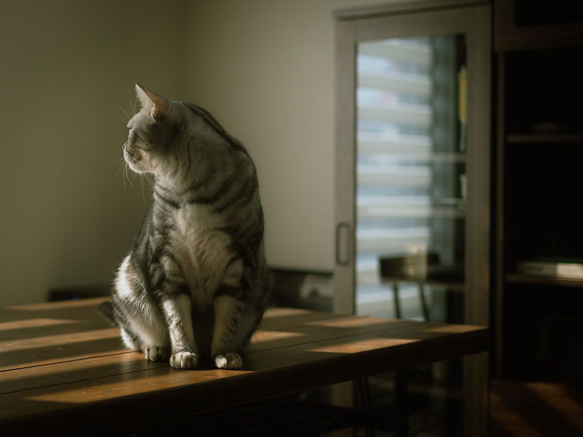 たまにはツンっ！【トラ柄いくらの気まぐれな日々。vol.25】 | TRILL【トリル】