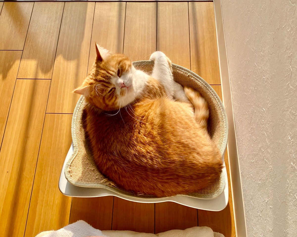 フライドチキンじゃないですよ。【とろろ、もふもふDays。vol.65】 | TRILL【トリル】