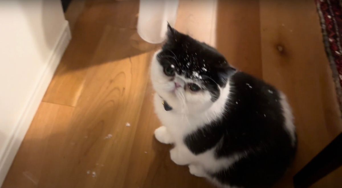 ちろりの初雪。【おちょこ、ぽのぽのだより。vol.143】 | TRILL【トリル】