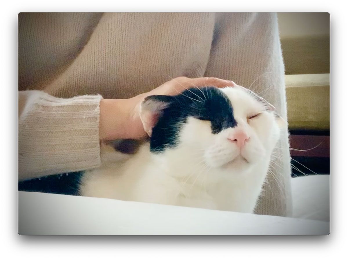 頭をなでなでしてちょうだい。【〈LOISIR〉デザイナー・前田敬子による、保護猫・えいたと暮らす日常。 vol.47】 | TRILL【トリル】