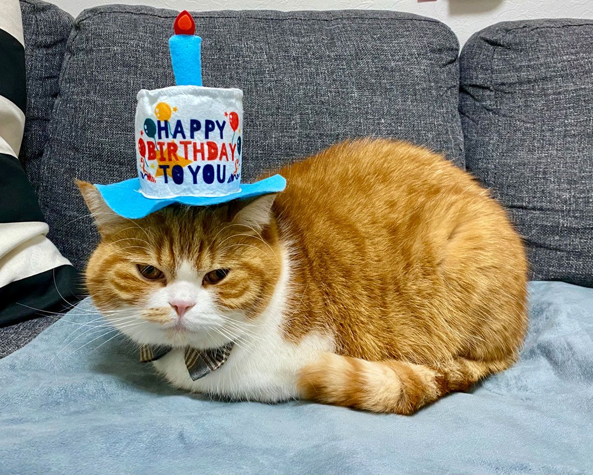 4歳のパーティー前夜。【とろろ、もふもふDays。vol.66】 | TRILL【トリル】