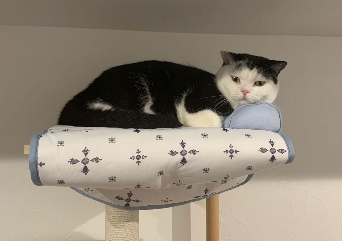 猫にも枕は必要なのさ。【のりお先生のプリティな毎日。vol.6】 | TRILL【トリル】