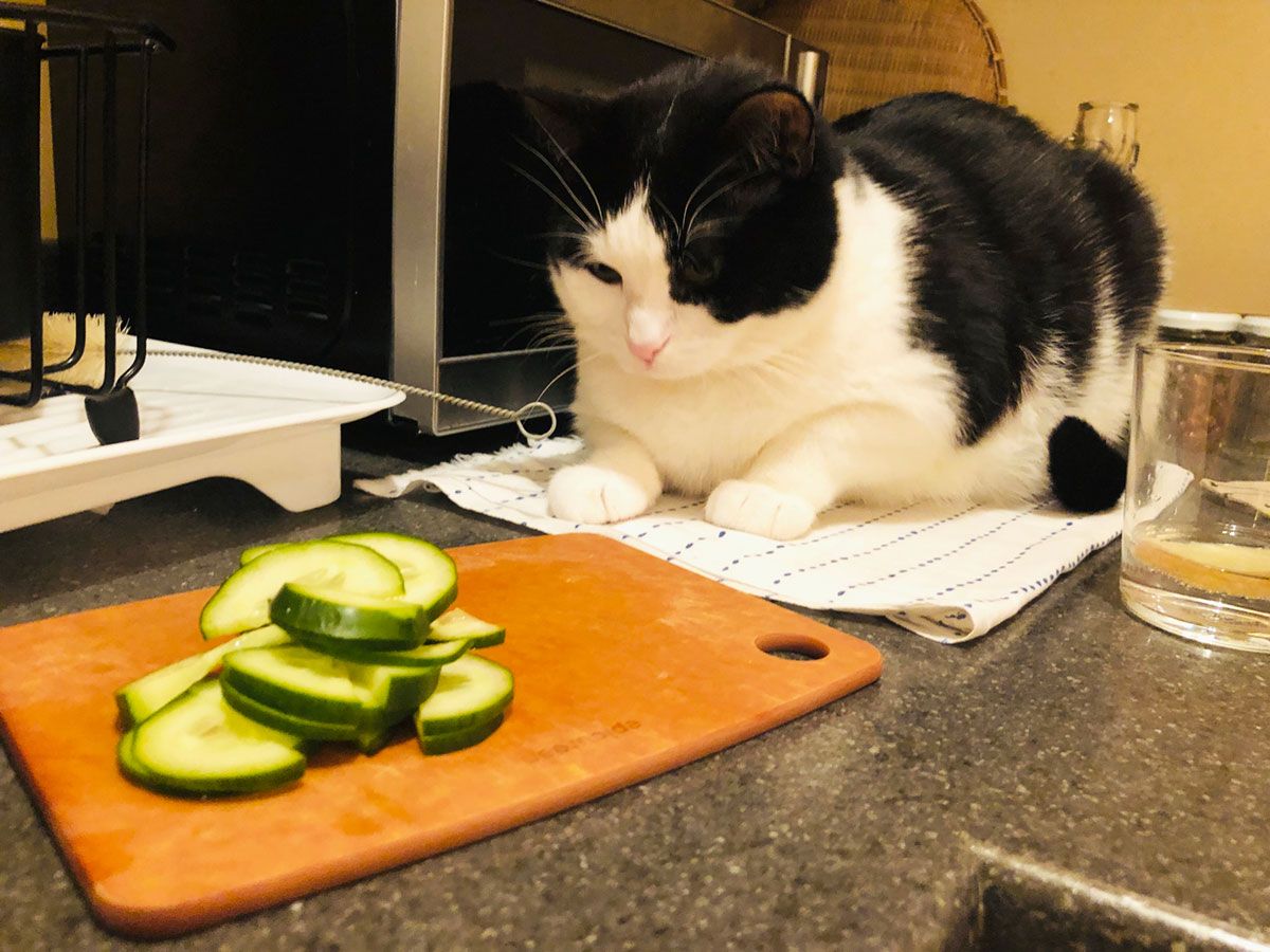 未知の物体と遭遇！【おちゃめMaruのカナダ生活。 vol.49】 | TRILL【トリル】