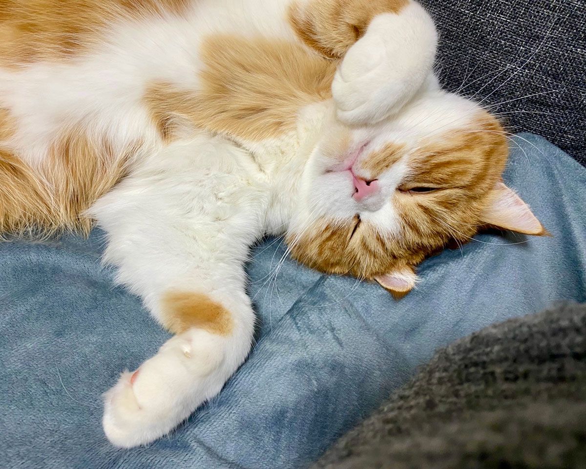 誘惑に負けちゃいました。【とろろ、もふもふDays。vol.67】 | TRILL【トリル】