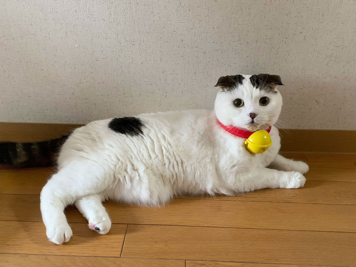 おニューの首輪、見たってや！【いなほ、オレ物語。vol.170】 | TRILL【トリル】