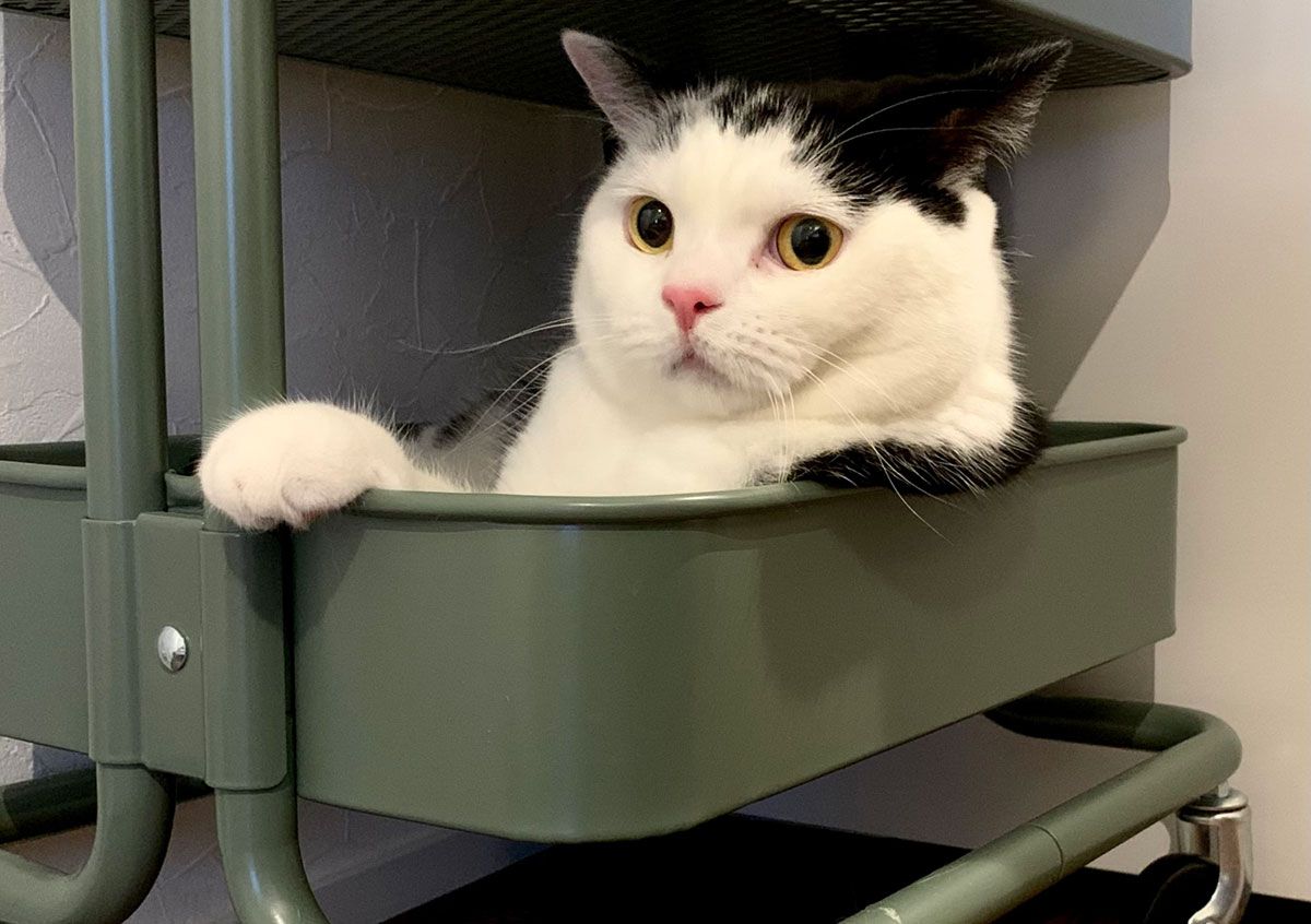 自慢のマイカーなのさ。【のりお先生のプリティな毎日。vol.12】 | TRILL【トリル】