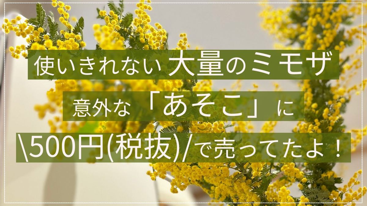絶対お得！ 大量のミモザを意外な"あそこ"で破格にゲット！ | TRILL【トリル】