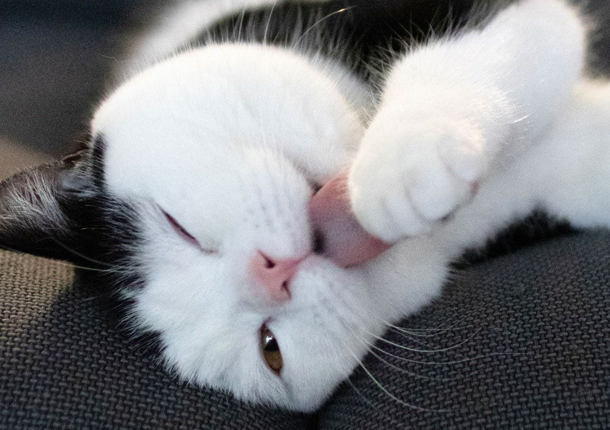 俺は肉球もいい香りなのさ。【のりお先生のプリティな毎日。vol.14】 | TRILL【トリル】