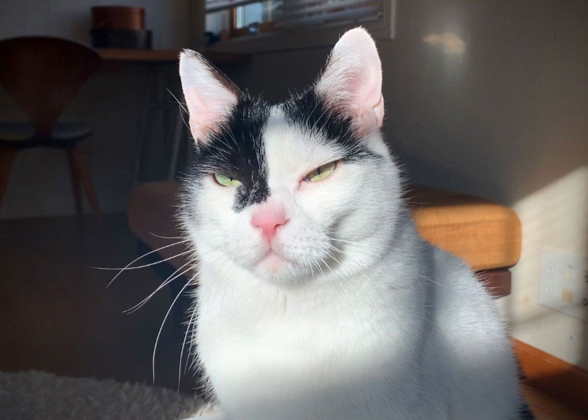 目の表情、六変化。【〈LOISIR〉デザイナー・前田敬子による、保護猫・えいたと暮らす日常。 vol.48】 | TRILL【トリル】