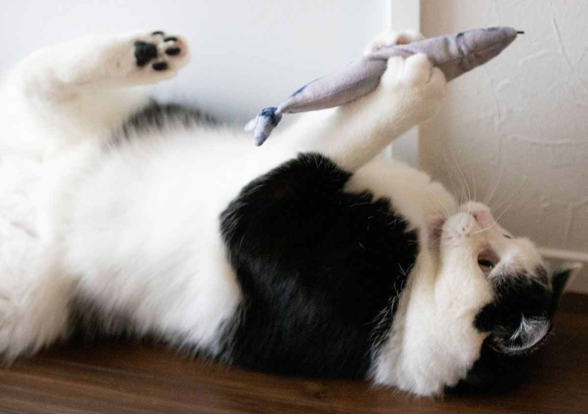 狩りも朝飯前なのさ。【のりお先生のプリティな毎日。vol.16】 | TRILL【トリル】