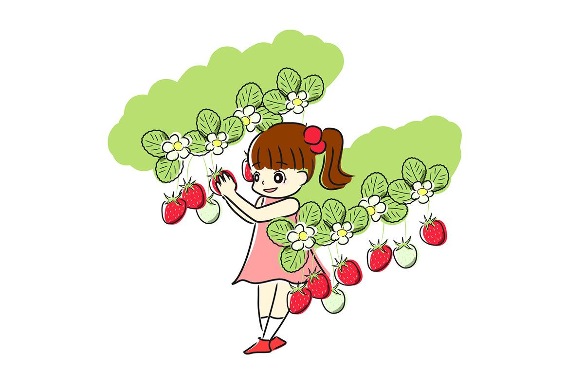 【イチゴ】好きな品種1000人アンケート！あまおう、とちおとめ、紅ほっぺ…あなたは何推し？ | TRILL【トリル】