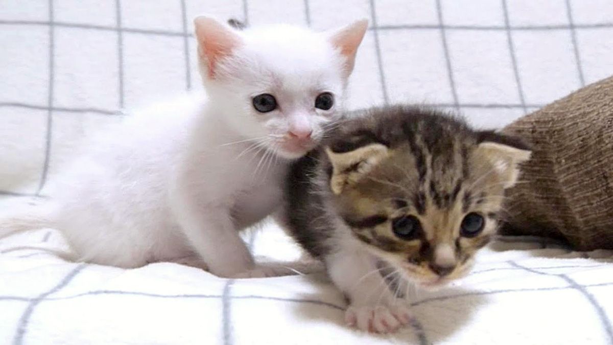 海老にビックリして後ずさる子猫達。無邪気に遊んで寝落ちする様子にホッコリ♡ | TRILL【トリル】