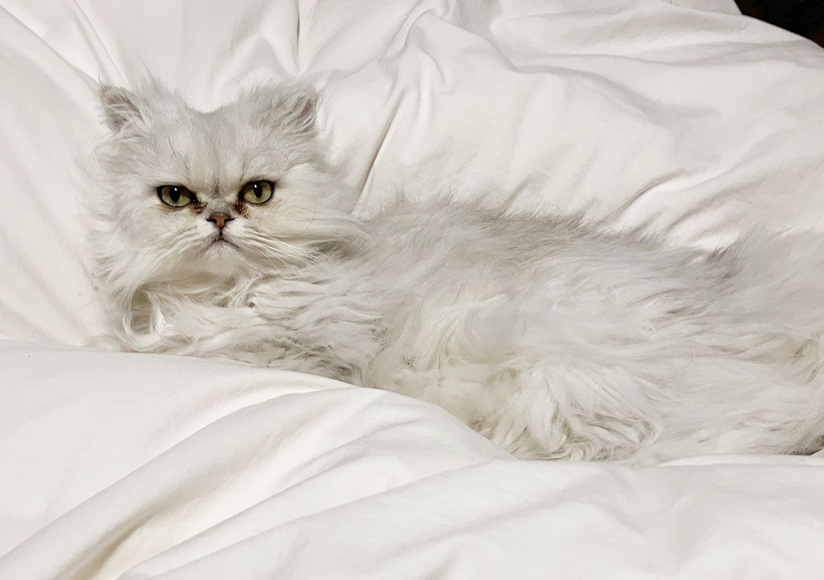 お布団と同化できるのよ。【ツンデレジジのふわふわな日々。 vol.69】 | TRILL【トリル】