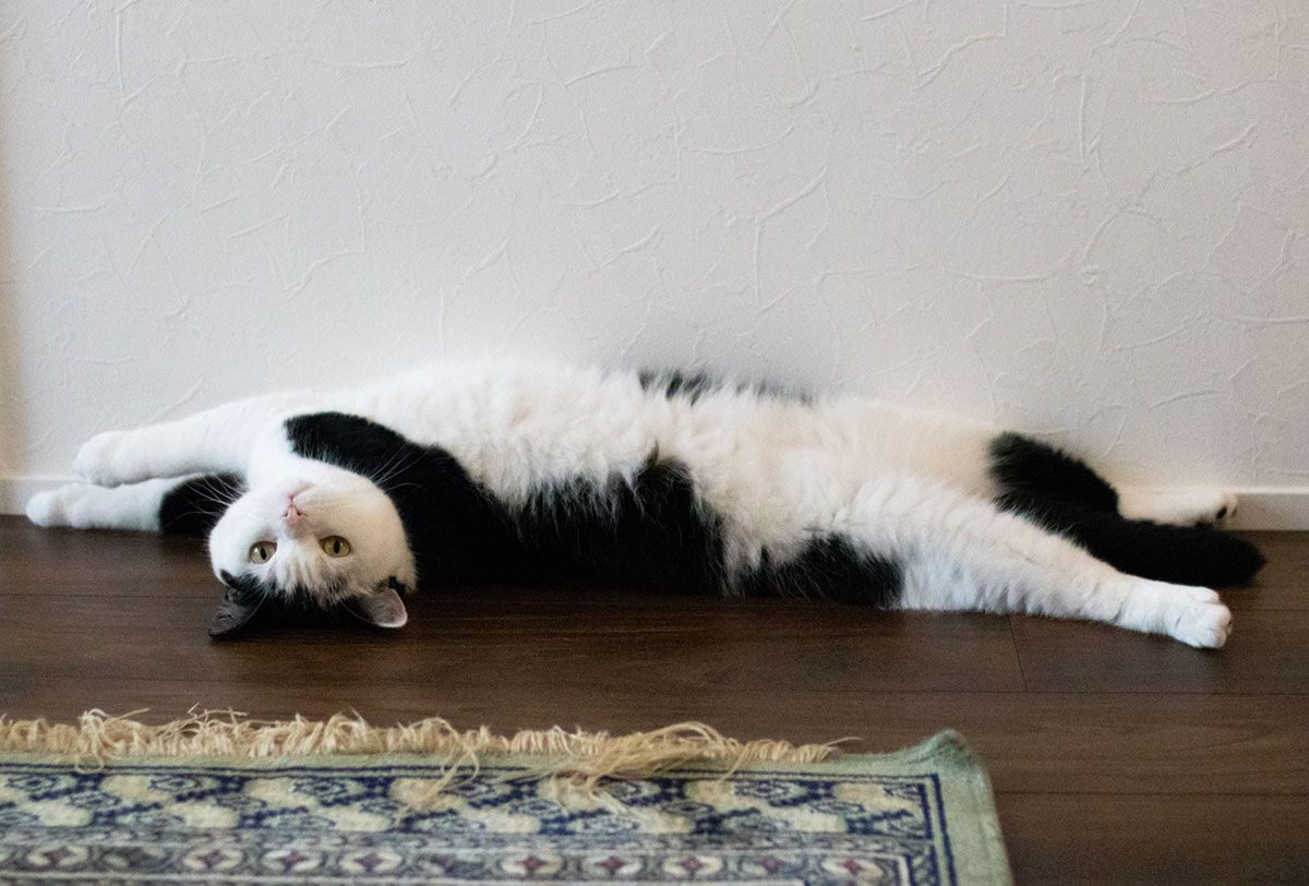 ふわふわの腹毛をお見せするのさ。【のりお先生のプリティな毎日。vol.23】 | TRILL【トリル】