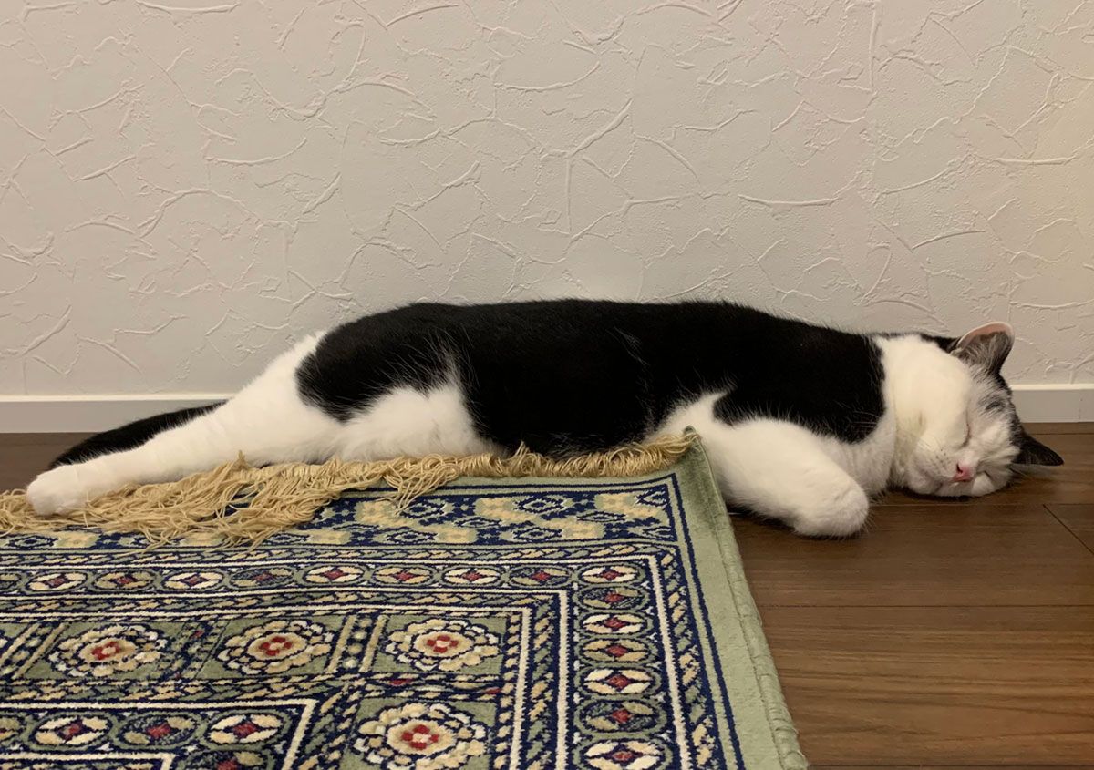 ホットカーペットは避ける男。【のりお先生のプリティな毎日。vol.24】 | TRILL【トリル】