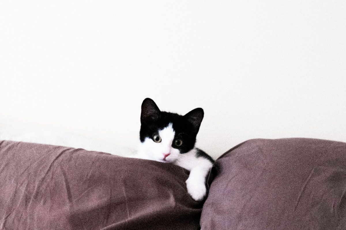 ベビーのあたちも、かわいいでしょ？【おちゃめMaruのカナダ生活。 vol.51】 | TRILL【トリル】