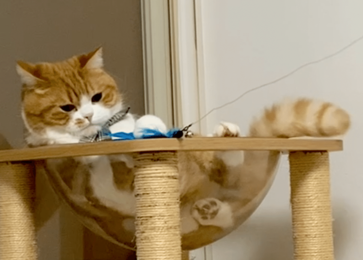 僕、三日坊主かも……。【とろろ、もふもふDays。vol.69】 | TRILL【トリル】