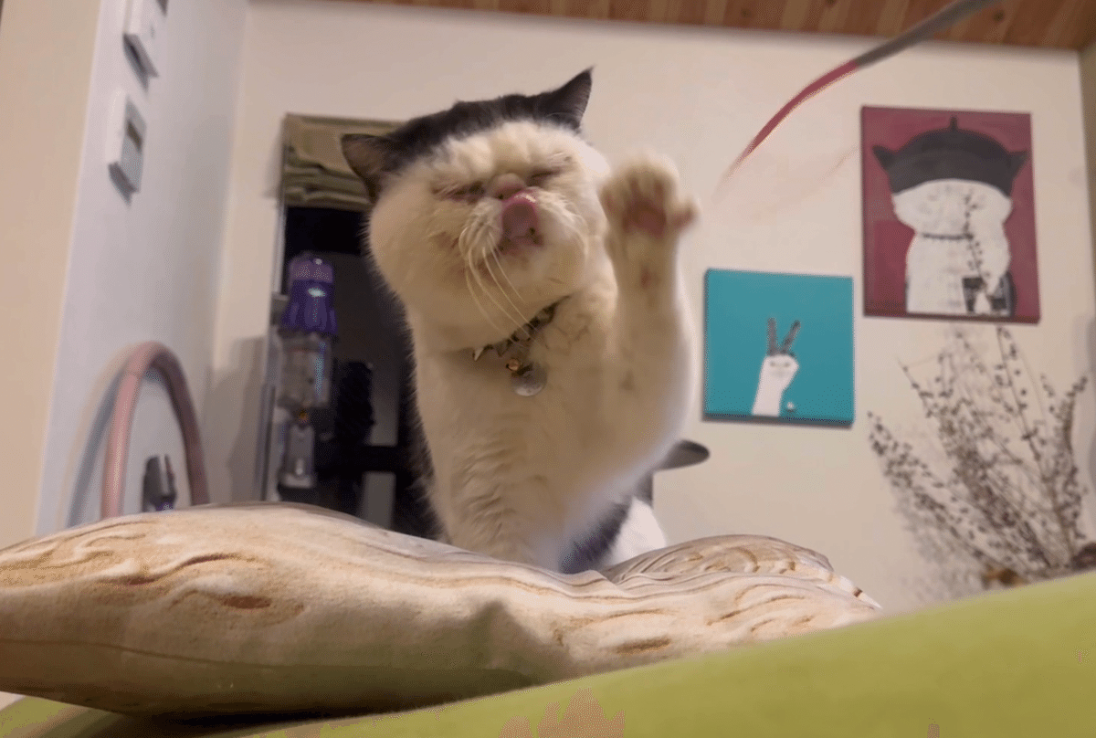 ぼくの好きなおもちゃ。【おちょこ、ぽのぽのだより。vol.147】 | TRILL【トリル】