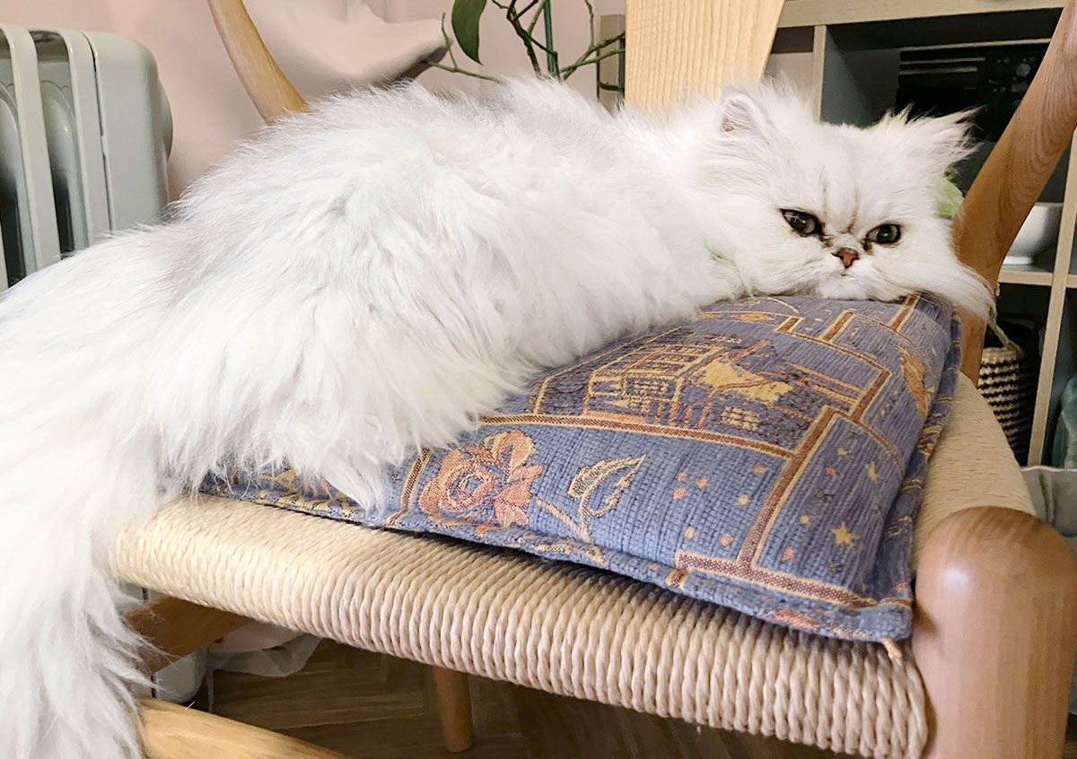 (最終回) ふわふわな日々は続くのよ！【ツンデレジジのふわふわな日々。 vol.70】 | TRILL【トリル】